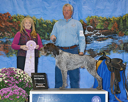 German Wirehaired Pointers at DJ Bar Ranch